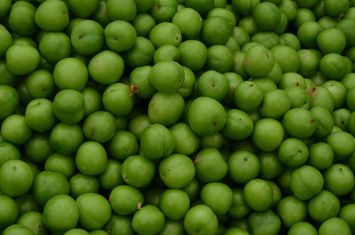 Mevsimin ilk can erik hasadı yapıldı - YENİ ASYA