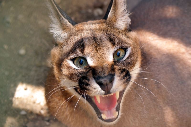 Tedavi gören karakulak serbest bırakılacak - YENİ ASYA