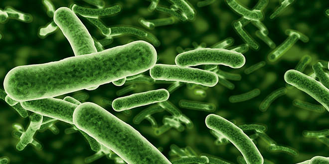 Bakteriler lezzetli besinler için vesile - YENİ ASYA