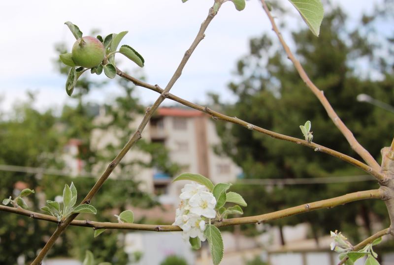 Elma ağacının hem meyvesi hem çiçeği var - YENİ ASYA