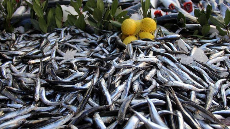 Trabzon’da 20 TL’ye hamsi olur mu? - YENİ ASYA