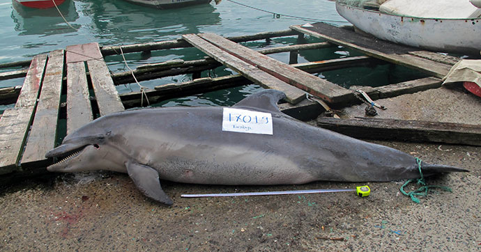 İstanbul Boğazı'nda av tüfeği ile yunusu katlettiler - YENİ ASYA