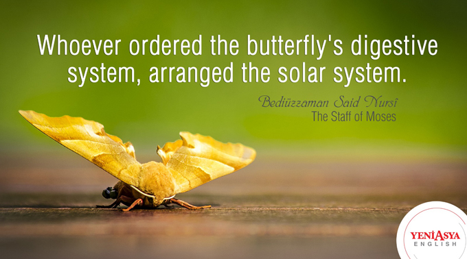 Butterfly's digestive system - YENİ ASYA