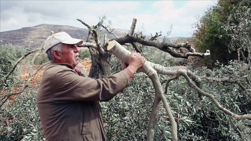 İsrail, Filistin’in ağaçlarına da acımıyor - YENİ ASYA