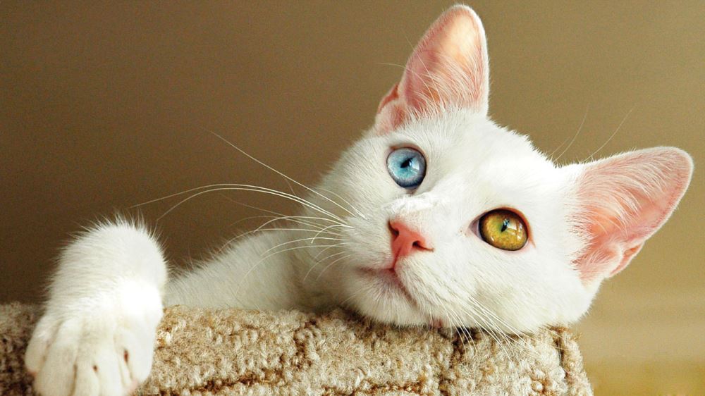 Van kedisi korunacak - YENİ ASYA